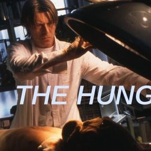 The Hunger - Rotten Tomatoes