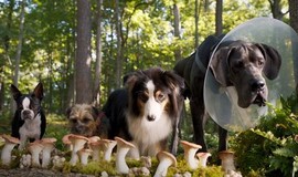 Strays - Rotten Tomatoes