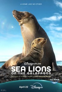 Sea Lions of the Galapagos | Rotten Tomatoes