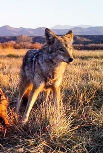 Man v. Animal: Season 1, Episode 6 | Rotten Tomatoes