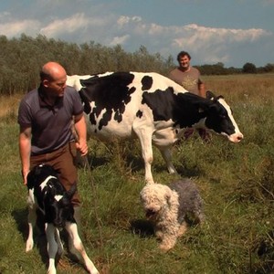 The Moo Man - Rotten Tomatoes