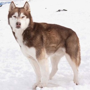 Eight Below - Rotten Tomatoes