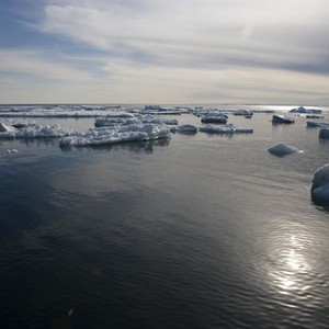 Arctic Tale - Rotten Tomatoes