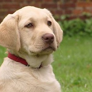 Big Barn Farm - Rotten Tomatoes