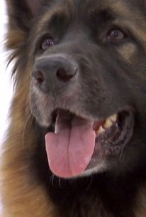 Dogs 101: Season 2, Episode 5 | Rotten Tomatoes