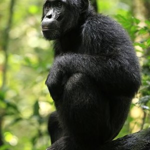 Chimp Empire - Rotten Tomatoes