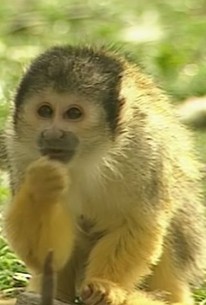 Teletubbies: Season 3, Episode 11 - Rotten Tomatoes