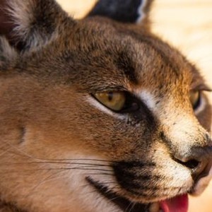 Speed Kills - Rotten Tomatoes