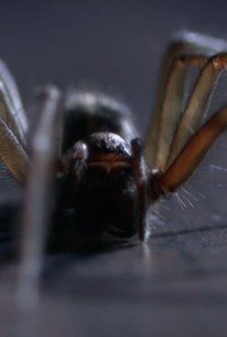 Infested!: Season 1, Episode 1 - Rotten Tomatoes