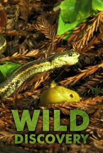 Wild Discovery | Rotten Tomatoes