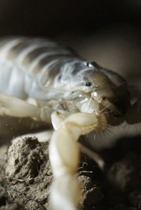 United States of Animals: Season 1, Episode 9 - Rotten Tomatoes