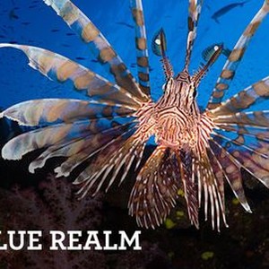 Blue Realm - Rotten Tomatoes