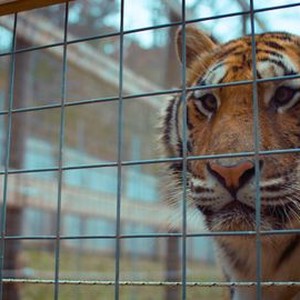 The Conservation Game - Rotten Tomatoes