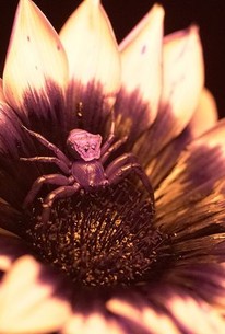 Attenborough's Life in Colour: Miniseries, Episode 2 | Rotten Tomatoes