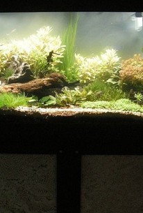 Fish Tank Kings: Season 2, Episode 6 | Rotten Tomatoes