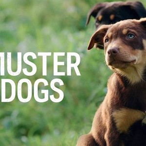 Muster Dogs - Rotten Tomatoes