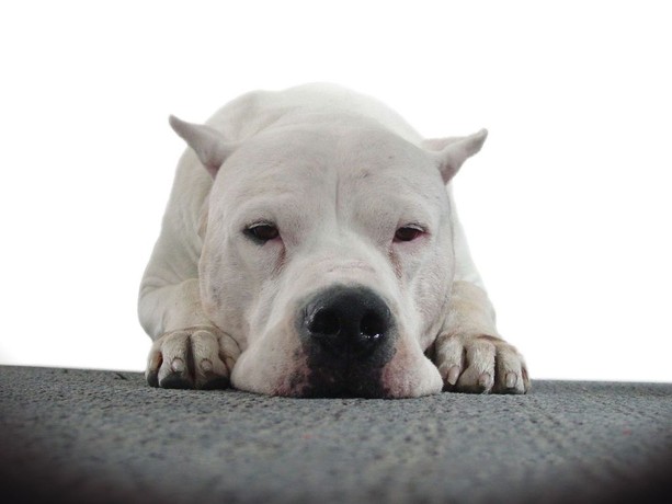 El Perro