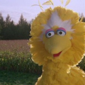 Sesame Street Presents: Follow That Bird - Rotten Tomatoes