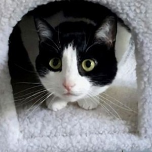 Animal Cribs: Season 1, Episode 4 - Rotten Tomatoes