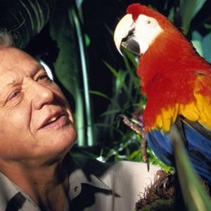 Life of Birds - Rotten Tomatoes