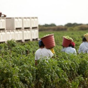 Food Chains - Rotten Tomatoes