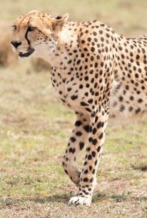 Chasing the Rains: Season 1, Episode 2 - Rotten Tomatoes