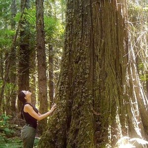 Intelligent Trees - Rotten Tomatoes