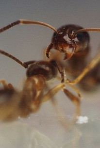 Awesome Animals: Season 1, Episode 5 - Rotten Tomatoes