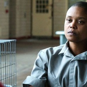 Rabbit - Rotten Tomatoes