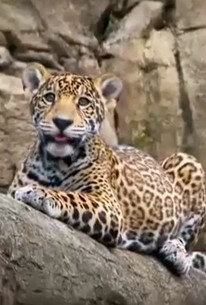 Baby Animals In Our World: Season 1, Episode 5 | Rotten Tomatoes
