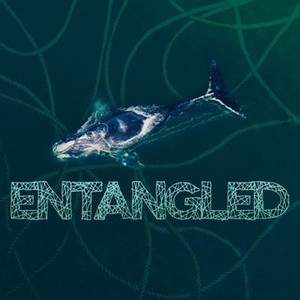 Entangled - Rotten Tomatoes
