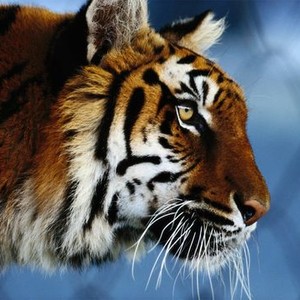 World Wild Web: Season 1, Episode 1 - Rotten Tomatoes