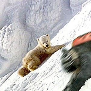 Andy's Wild Adventures - Rotten Tomatoes