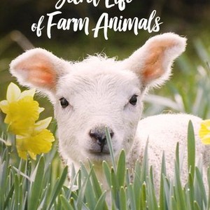 Secret Life of Farm Animals - Rotten Tomatoes