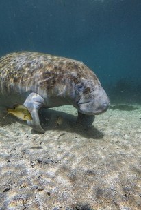 Our Planet: Season 1, Episode 7 | Rotten Tomatoes