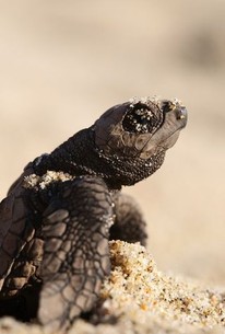 Our Planet: Season 2, Episode 3 - Rotten Tomatoes