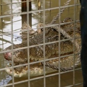 Wild Croc Territory: Season 1, Episode 8 - Rotten Tomatoes