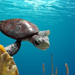 A Sea Turtle Story - Rotten Tomatoes