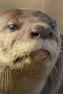 Otter Dynasty: Season 1, Episode 1 | Rotten Tomatoes