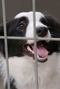 Lucky Dog: Season 7, Episode 1 | Rotten Tomatoes