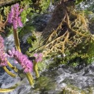 Stones Have Laws - Rotten Tomatoes