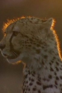 Big Cat Diary: Season 1, Episode 1 - Rotten Tomatoes