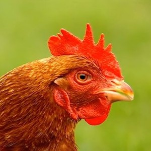 Big Barn Farm: Season 1, Episode 13 - Rotten Tomatoes