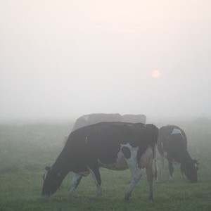 The Moo Man - Rotten Tomatoes