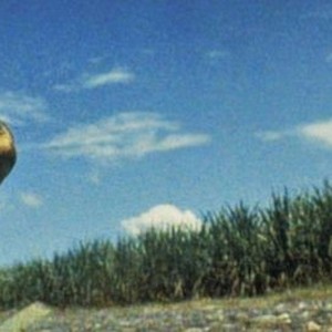 Cane Toads: An Unnatural History - Rotten Tomatoes