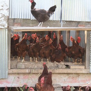 Fresh - Rotten Tomatoes