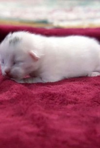 Too Cute!: Season 3, Episode 4 | Rotten Tomatoes