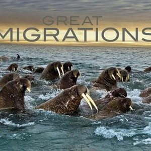 Great Migrations - Rotten Tomatoes
