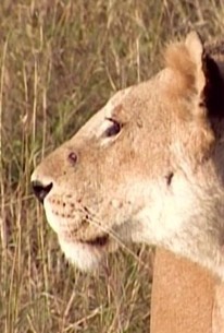 Big Cat Diary: Season 1, Episode 6 | Rotten Tomatoes