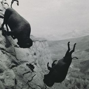 Wojnarowicz - Rotten Tomatoes